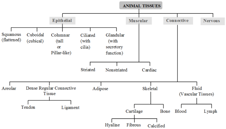 What are the Four Basic Types of Tissue in Animals - CBSE Library