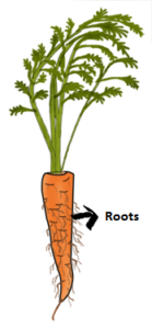 What are the Main Functions of the Roots in a Plant - CBSE Library