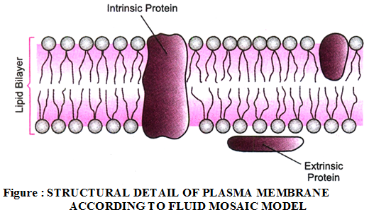 Which Components form the Structure of the Plasma Membrane - CBSE Library