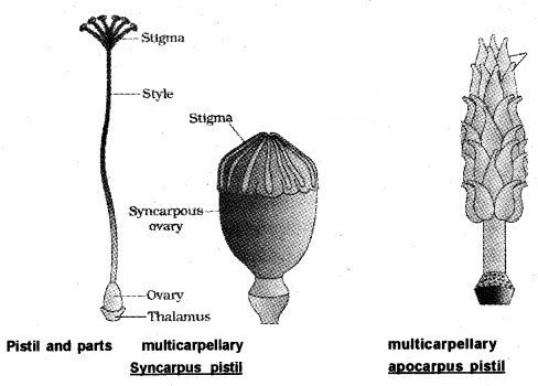 Plus Two Botany Notes Chapter 2 Sexual Reproduction in Flowering Plants ...