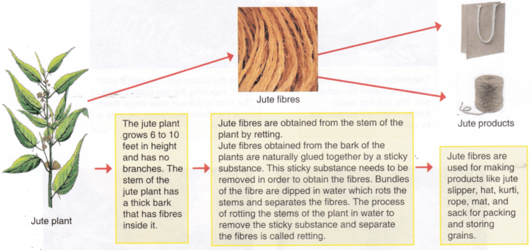 Different Types Of Natural Fibres And Their Uses - CBSE Library