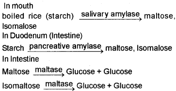 Plus One Zoology Chapter Wise Questions and Answers Chapter 5 Digestion ...