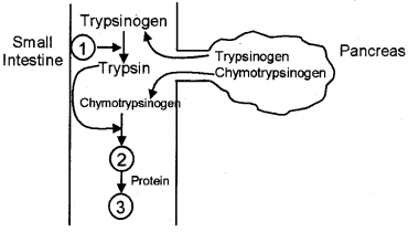 Plus One Zoology Chapter Wise Questions and Answers Chapter 5 Digestion ...