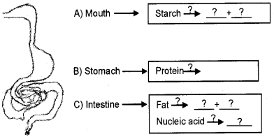 Plus One Zoology Chapter Wise Questions and Answers Chapter 5 Digestion ...