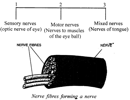 Selina Concise Biology Class 8 ICSE Solutions - Nervous System - CBSE ...