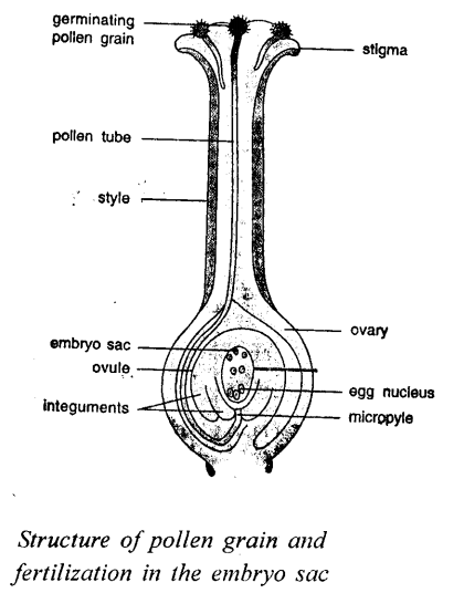 Selina Concise Biology Class 8 ICSE Solutions - Reproduction in Plants ...