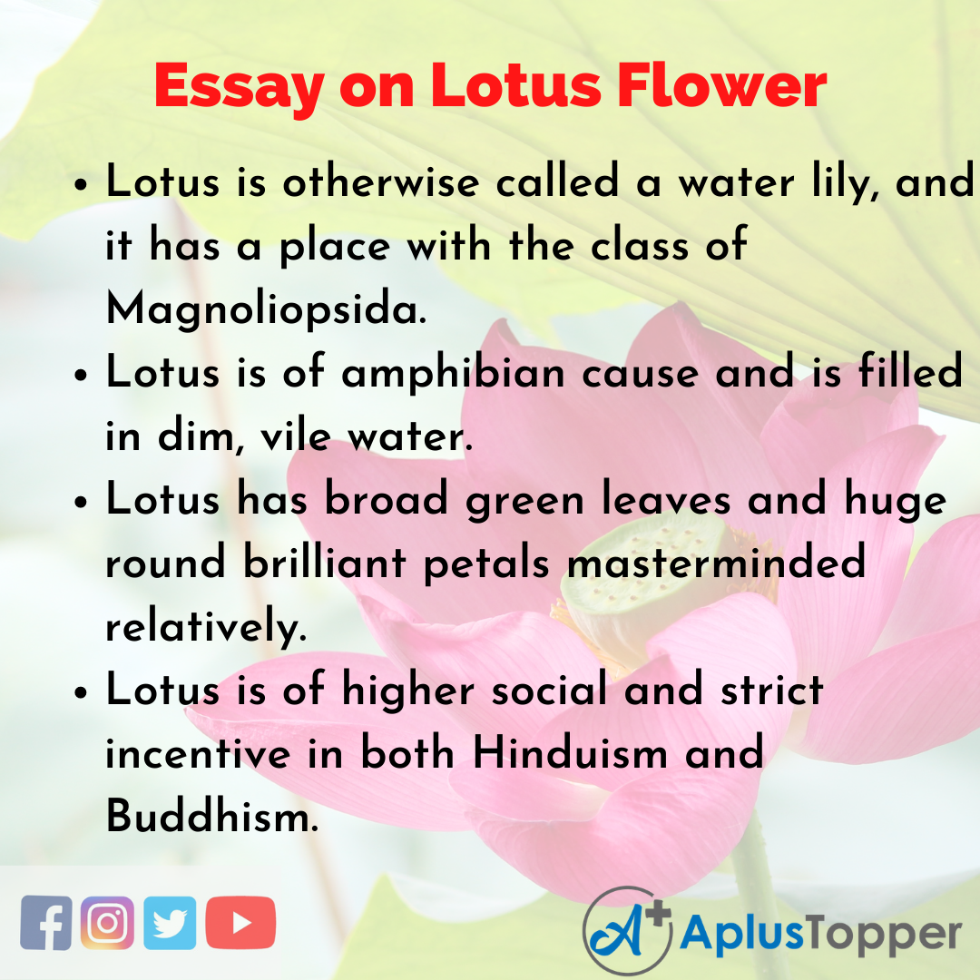 Essay on Lotus Flower | Lotus Flower Essay for Students and Children in ...