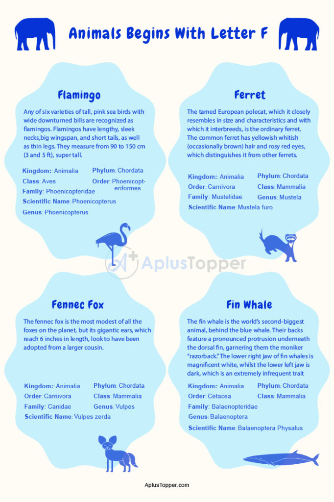 Animals that Start with F | List of Animals Starting with E Pictures ...