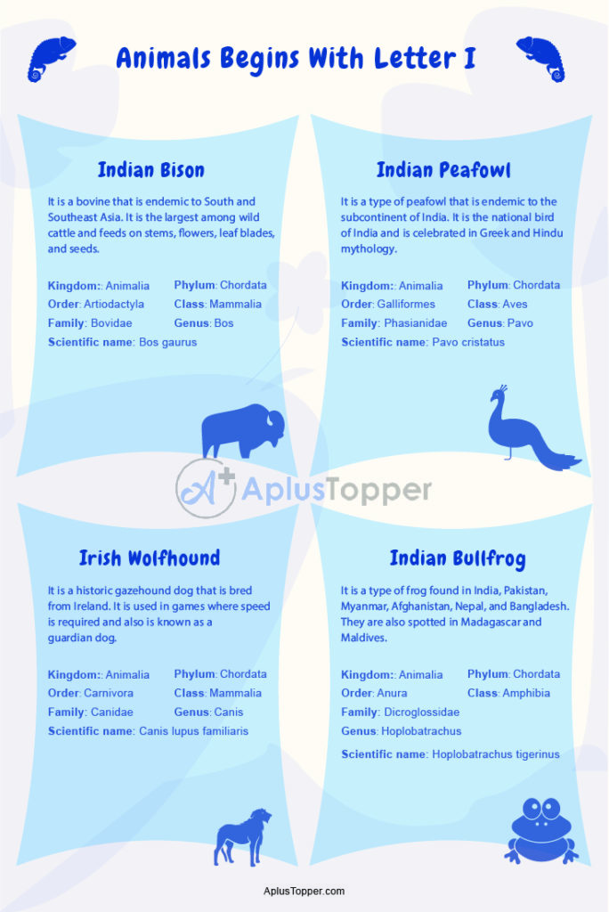 Animals that Start with I | List of Animals Starting with I Pictures ...