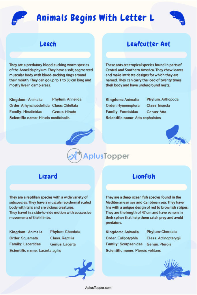 Animals that Start with L | List of Animals Starting with L Pictures ...