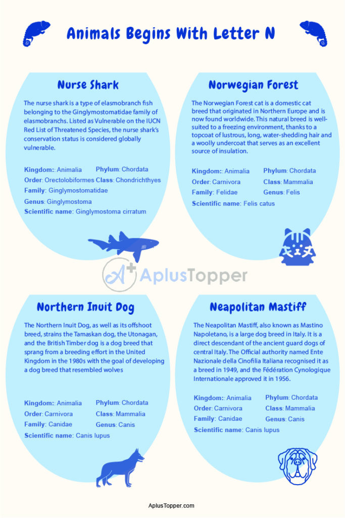 Animals that Start with N | List of Animals Starting with N Pictures ...