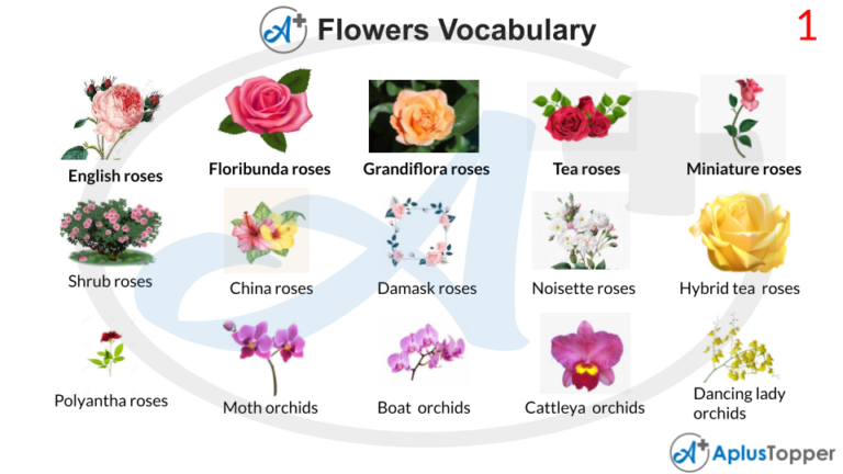 Flowers Vocabulary | List of Flower Names Vocabulary With Description ...